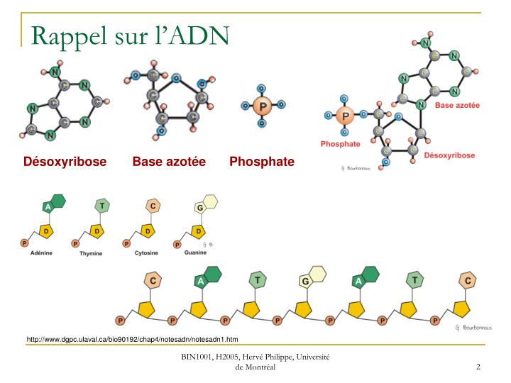 PPT - Méthodes de séquençage d’ADN PowerPoint Presentation - ID:4748782