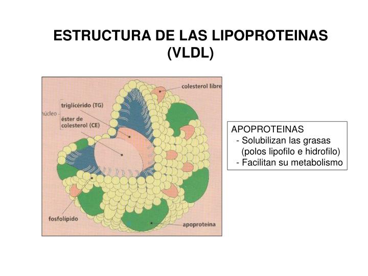 PPT - HIPERLIPOPROTEINEMIA PowerPoint Presentation - ID:4750351