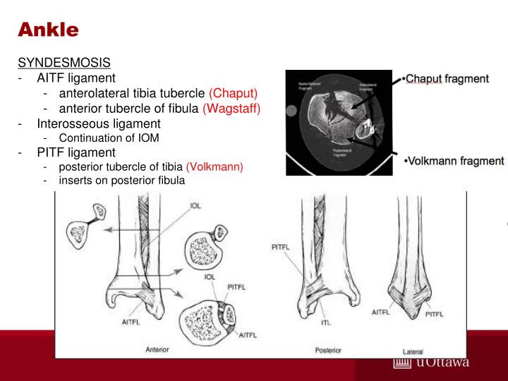 PPT - Foot and Ankle Anatomy and Biomechanics PowerPoint Presentation ...