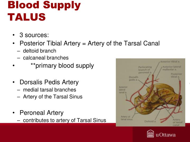 PPT - Foot and Ankle Anatomy and Biomechanics PowerPoint Presentation ...