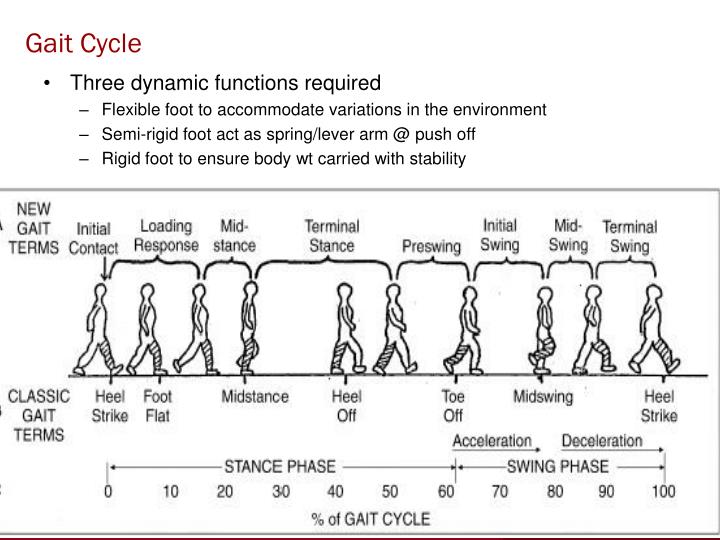 PPT - Foot and Ankle Anatomy and Biomechanics PowerPoint Presentation ...
