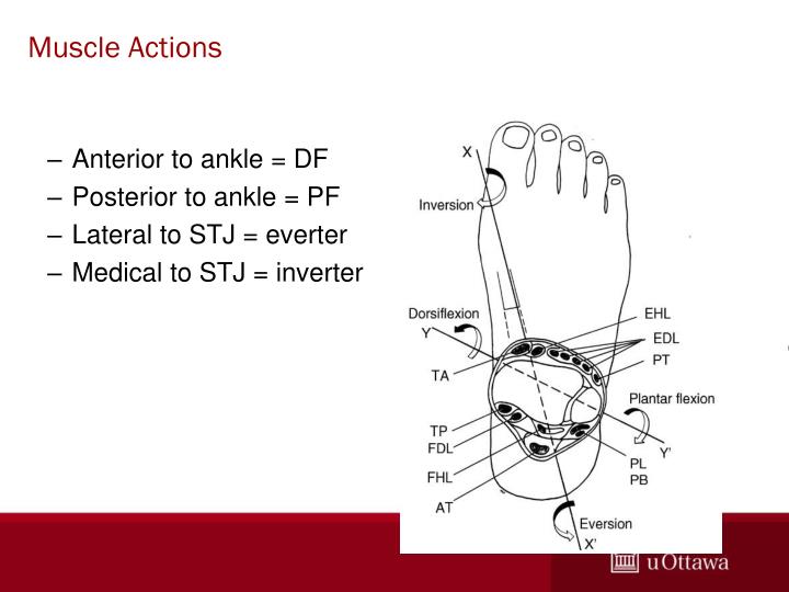 PPT - Foot and Ankle Anatomy and Biomechanics PowerPoint Presentation ...
