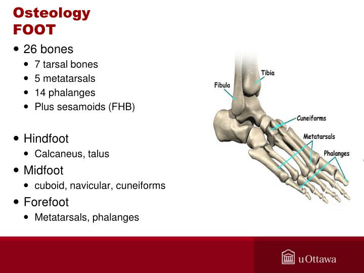 PPT - Foot and Ankle Anatomy and Biomechanics PowerPoint Presentation ...