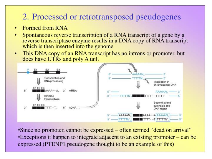 PPT - Origins of pseudogenes and their involvement in human disease ...