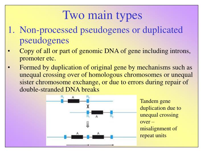 PPT - Origins of pseudogenes and their involvement in human disease ...