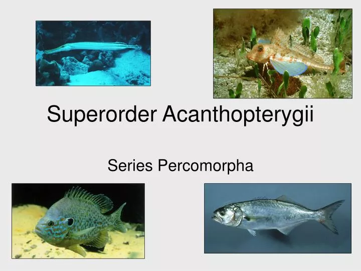 PPT - Superorder Acanthopterygii PowerPoint Presentation, free download ...