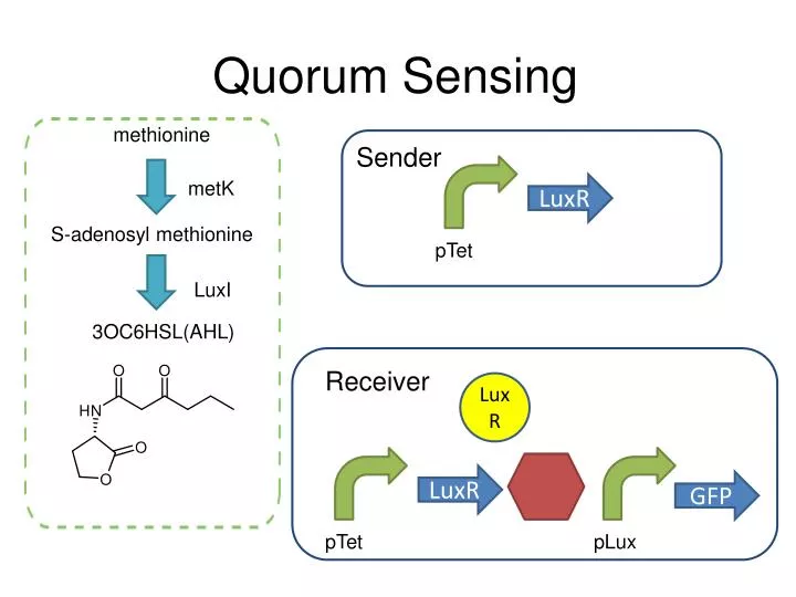 PPT - Quorum Sensing PowerPoint Presentation, free download - ID:4750529