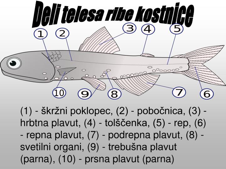 PPT - Učiteljica: PowerPoint Presentation - ID:4751156