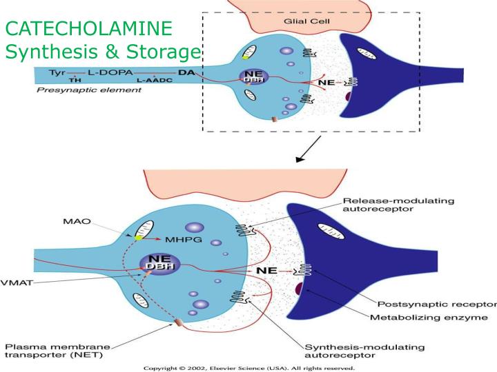 PPT - The autonomic nervous system PowerPoint Presentation - ID:4751198