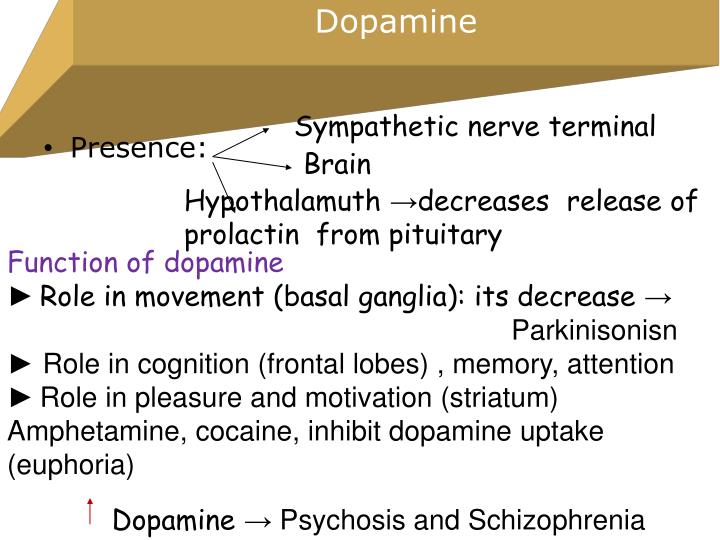 PPT - The autonomic nervous system PowerPoint Presentation - ID:4751198