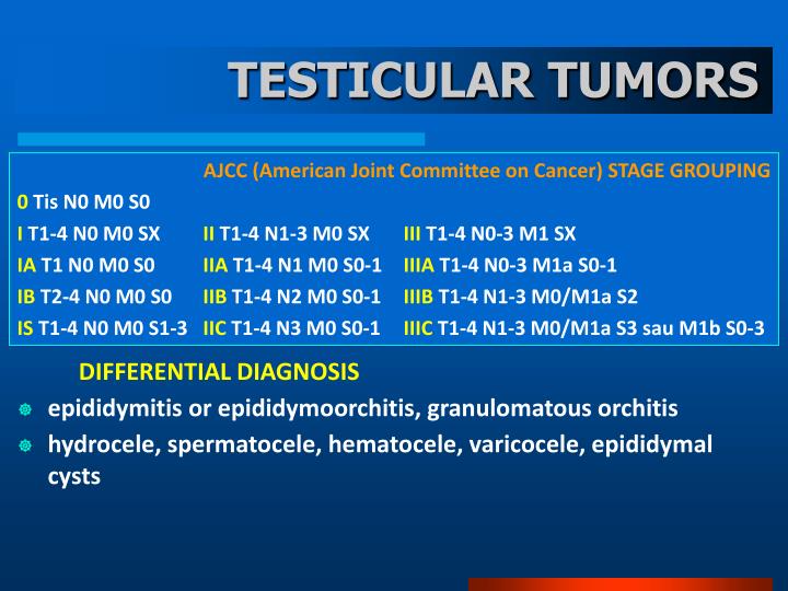 PPT - TESTICULAR TUMORS & DISORDERS OF EXTERNAL GENITALIA PowerPoint ...
