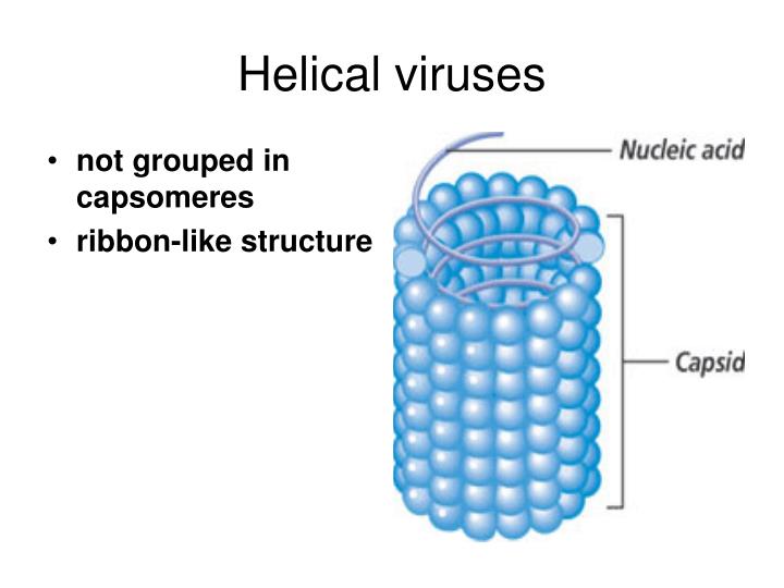 PPT - Virology 1 PowerPoint Presentation - ID:4751427