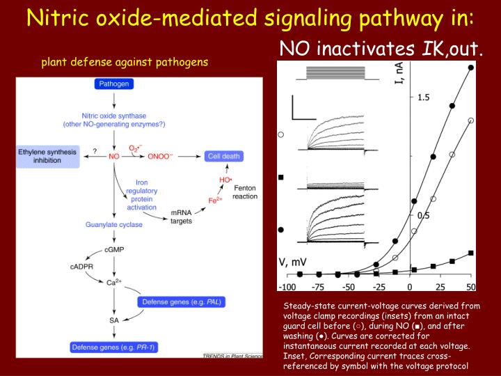 PPT - Nitric Oxide PowerPoint Presentation - ID:4751599