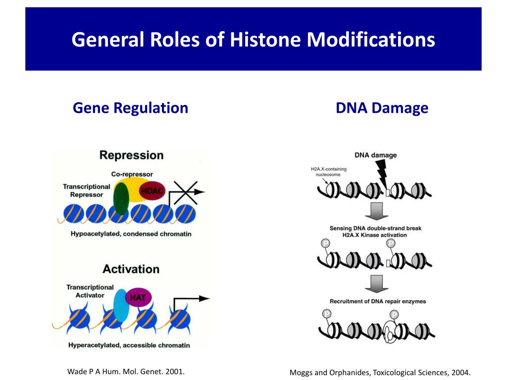 PPT - Histone Modifications PowerPoint Presentation, free download - ID ... PPT - Histone Modifications PowerPoint Presentation, free download - ID ...