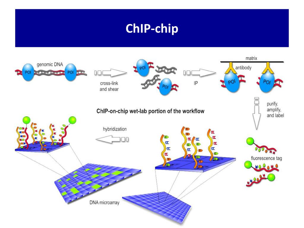 PPT - Histone Modifications PowerPoint Presentation, free download - ID ... PPT - Histone Modifications PowerPoint Presentation, free download - ID ...