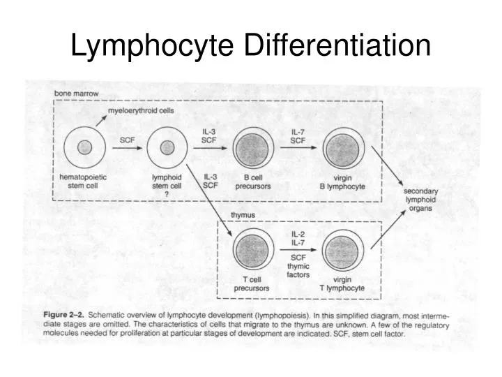 PPT - Lymphocyte Differentiation PowerPoint Presentation, free download ...