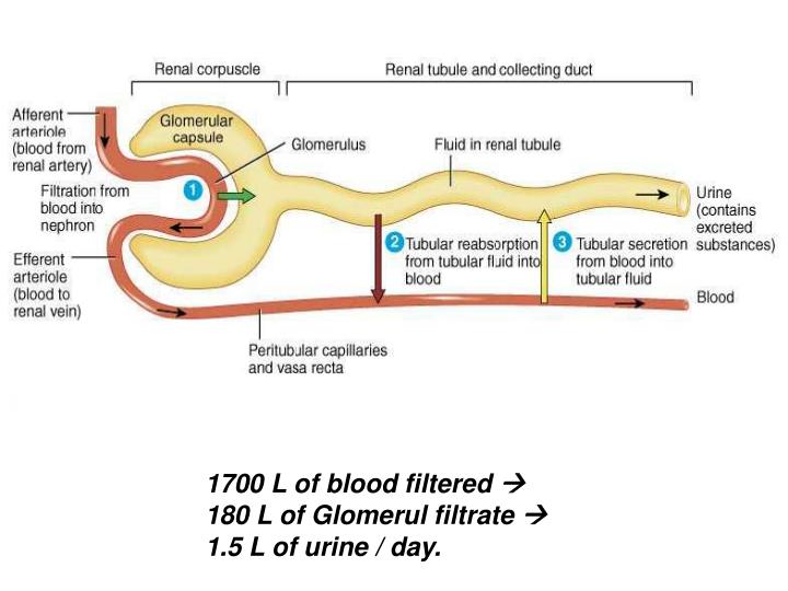 PPT - Tubulointerstitial Diseases of the Kidney PowerPoint Presentation ...