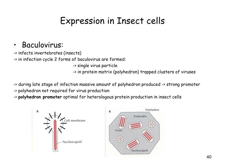PPT - Gene Expression Systems in Prokaryotes and Eukaryotes PowerPoint ...