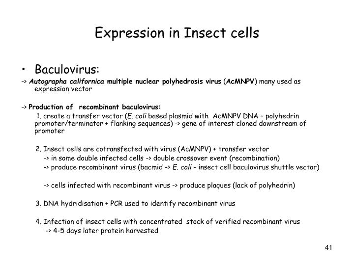 PPT - Gene Expression Systems in Prokaryotes and Eukaryotes PowerPoint ...