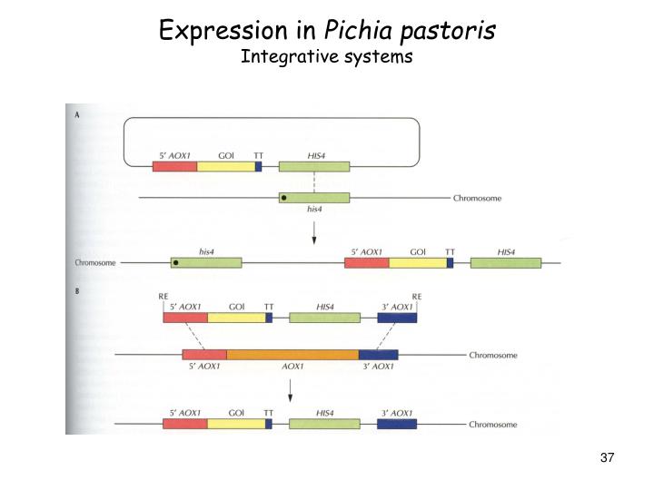 PPT - Gene Expression Systems in Prokaryotes and Eukaryotes PowerPoint ...