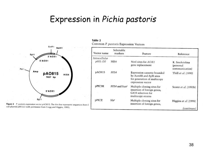 PPT - Gene Expression Systems in Prokaryotes and Eukaryotes PowerPoint ...