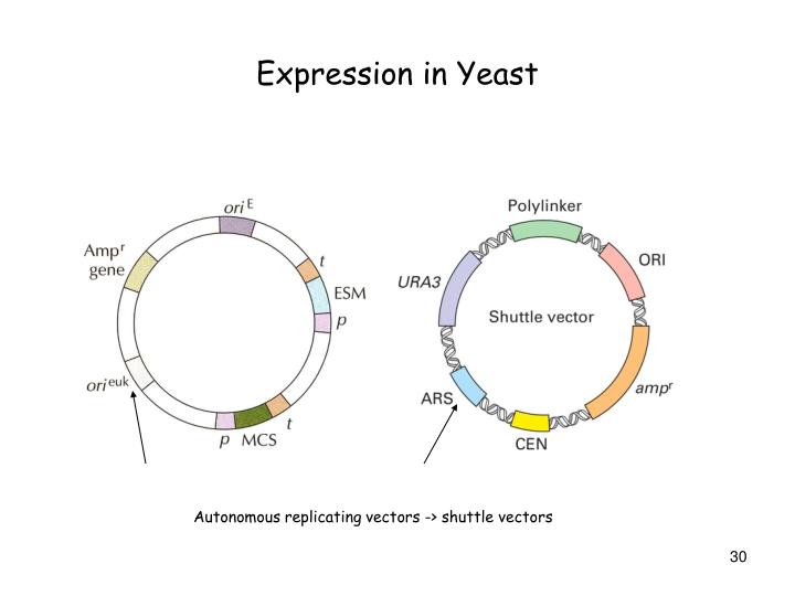 PPT - Gene Expression Systems in Prokaryotes and Eukaryotes PowerPoint ...