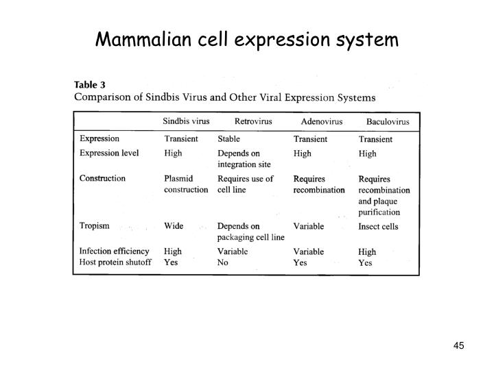 PPT - Gene Expression Systems in Prokaryotes and Eukaryotes PowerPoint ...