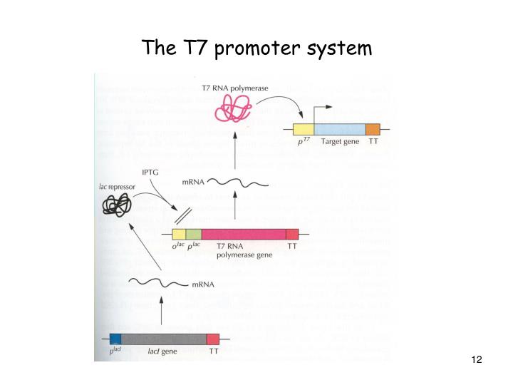 PPT - Gene Expression Systems in Prokaryotes and Eukaryotes PowerPoint ...