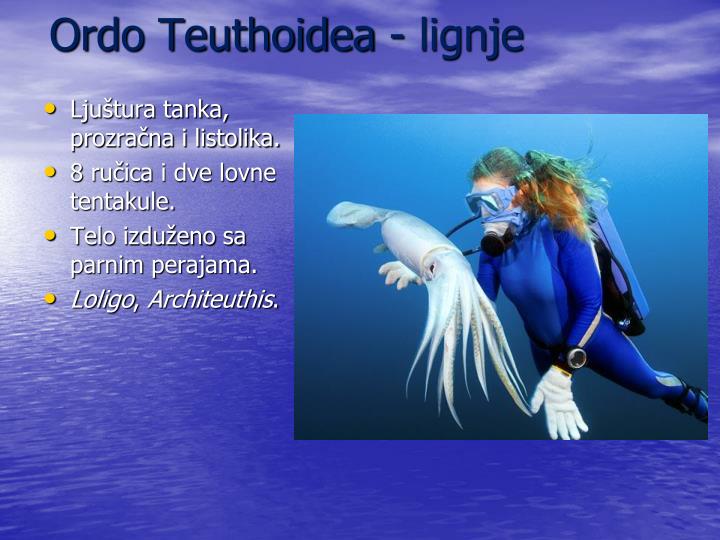 PPT - Classis Bivalvia PowerPoint Presentation - ID:4753771