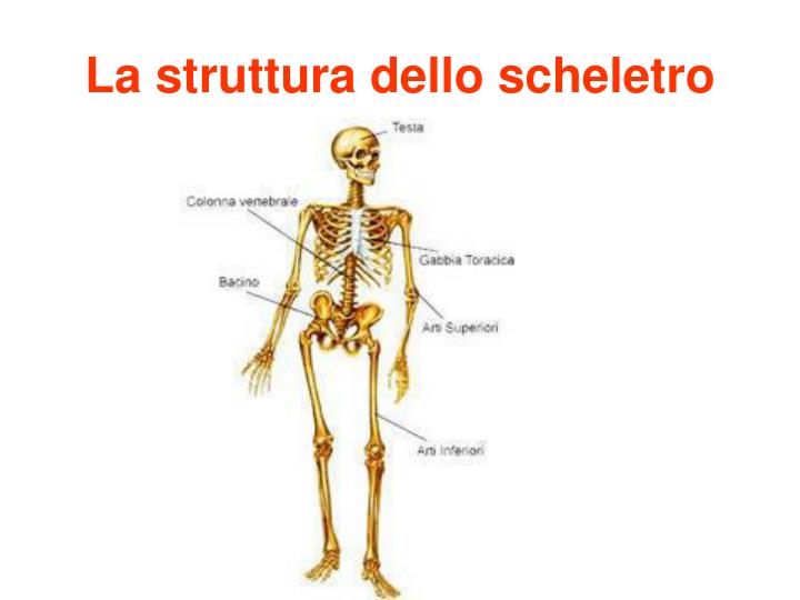 PPT - APPARATO LOCOMOTORE PowerPoint Presentation - ID:4754109