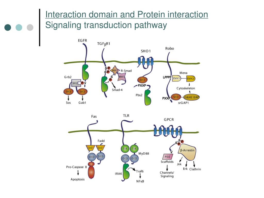 Ppt Protein Protein Interaction 蛋白质 蛋白质相互作用 Powerpoint Presentation