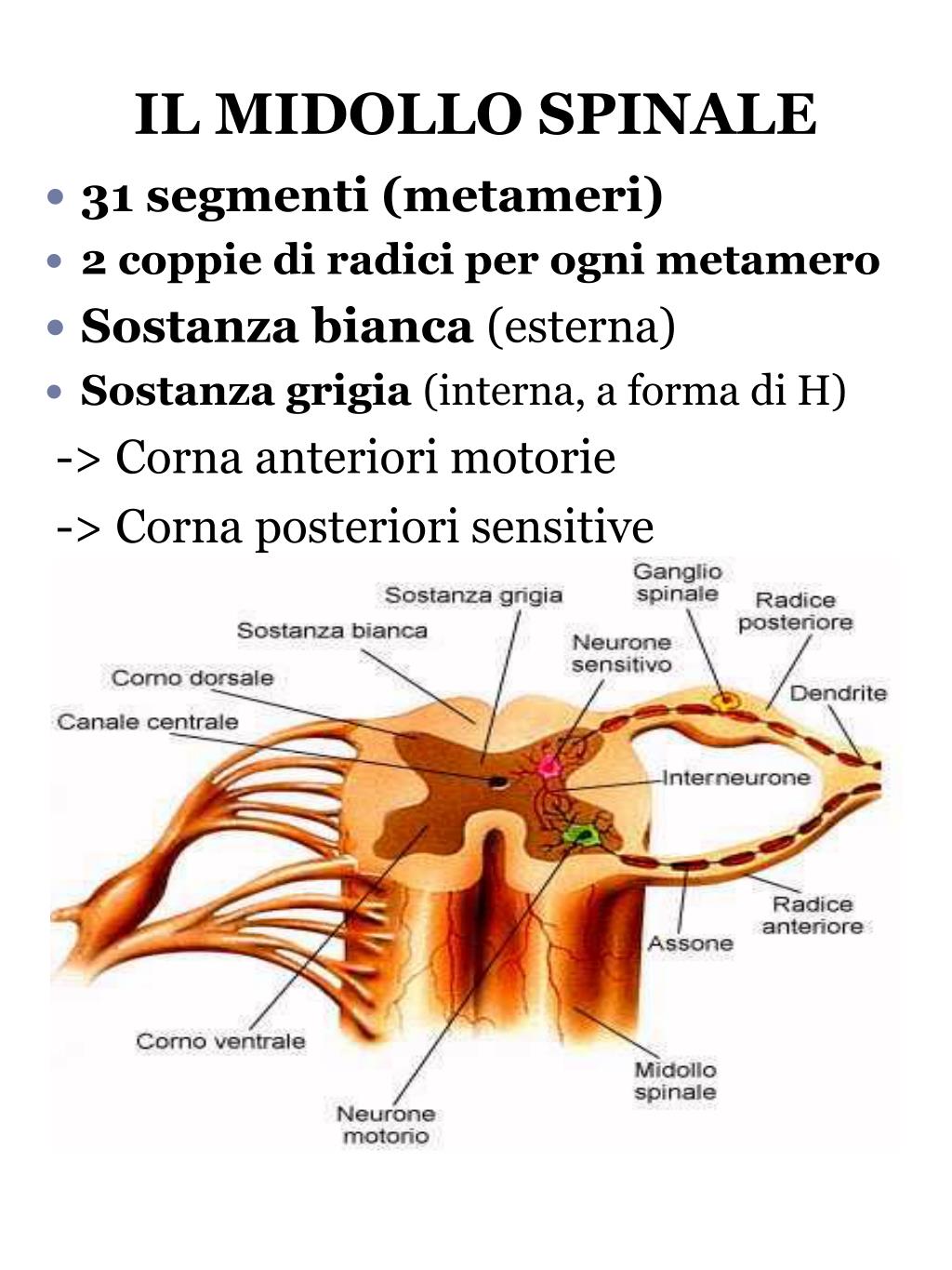 PPT - Corso insegnanti ADO/UISP Dr. Gian Luca Calanchi PowerPoint ...