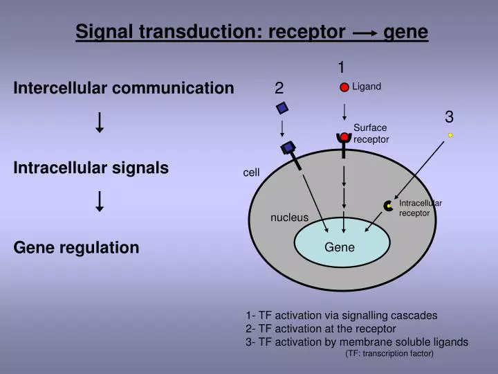 PPT - Intercellular communication Intracellular signals Gene regulation ...