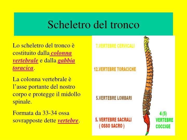 PPT - SISTEMA SCHELETRICO PowerPoint Presentation - ID:4754245