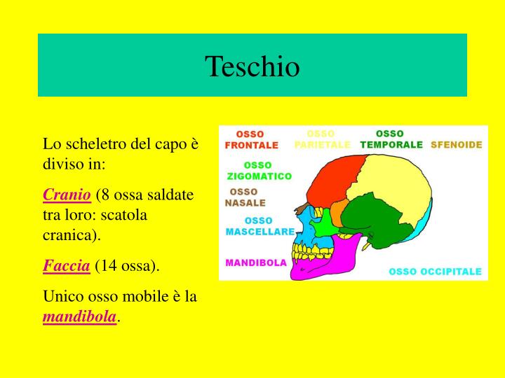 PPT - SISTEMA SCHELETRICO PowerPoint Presentation - ID:4754245