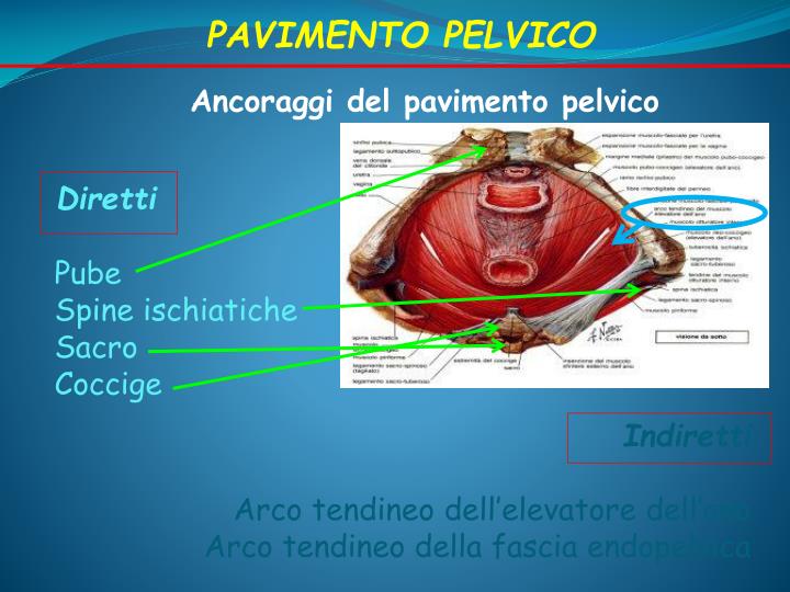 PPT - Prolasso genitale: inquadramento diagnostico PowerPoint ...