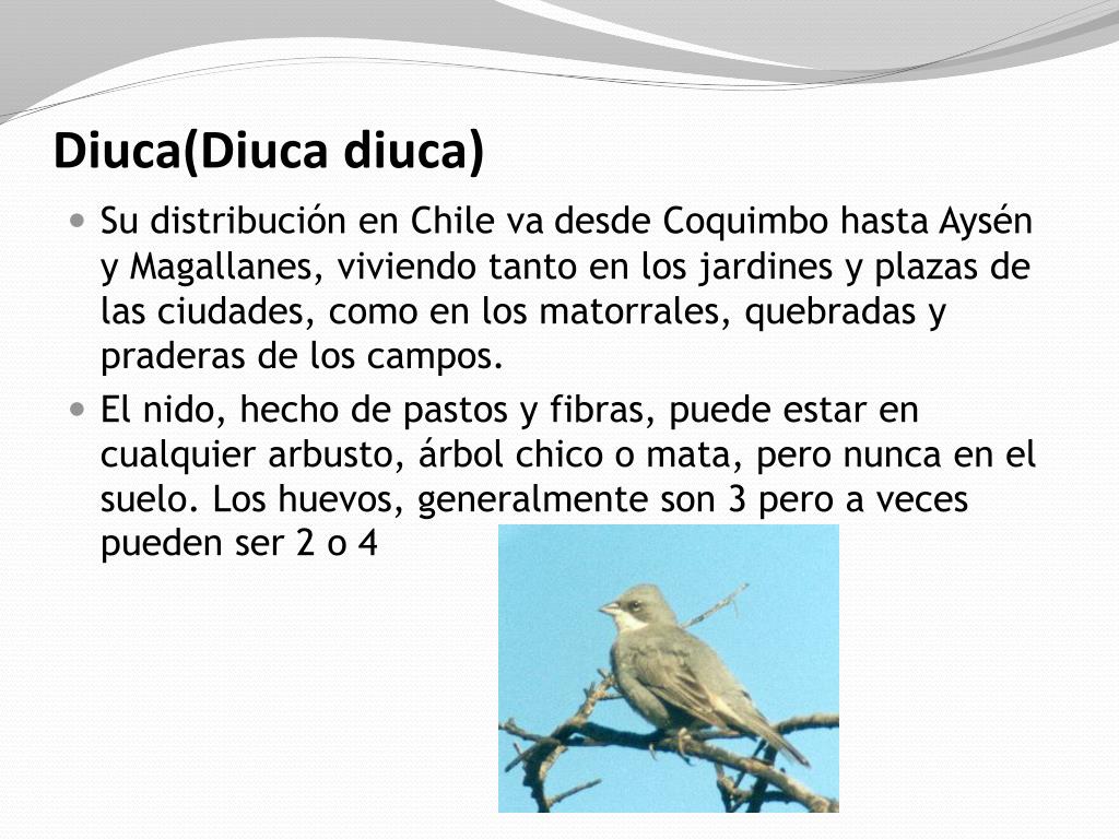 PPT - Unidad de Reforzamiento: La Fauna Chilena PowerPoint Presentation ...