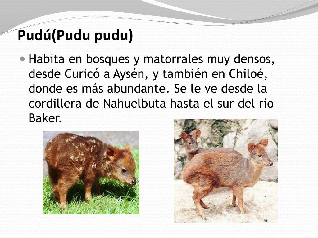 PPT - Unidad de Reforzamiento: La Fauna Chilena PowerPoint Presentation ...