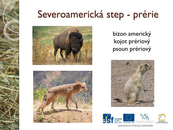 PPT - Mírný pás - Stepi PowerPoint Presentation - ID:4755482