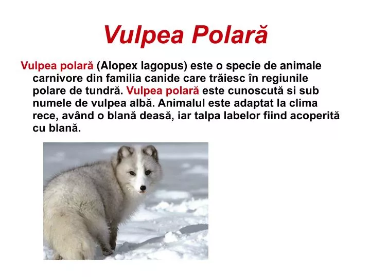 PPT - Vulpea Polară PowerPoint Presentation, free download - ID:4755920