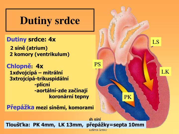PPT - Krevní oběh PowerPoint Presentation - ID:4756955