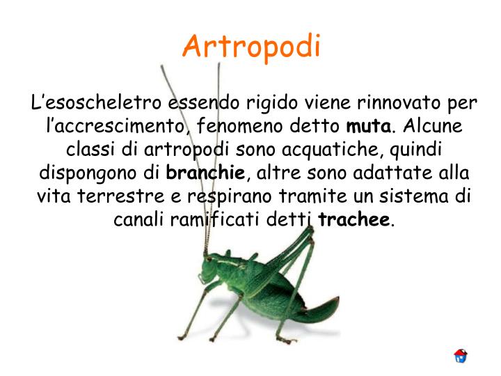 PPT - Gli Artropodi PowerPoint Presentation - ID:4757367