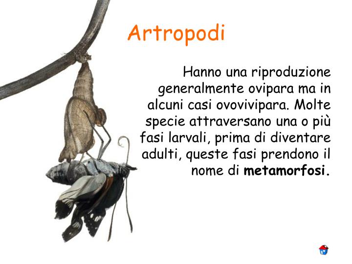 PPT - Gli Artropodi PowerPoint Presentation - ID:4757367
