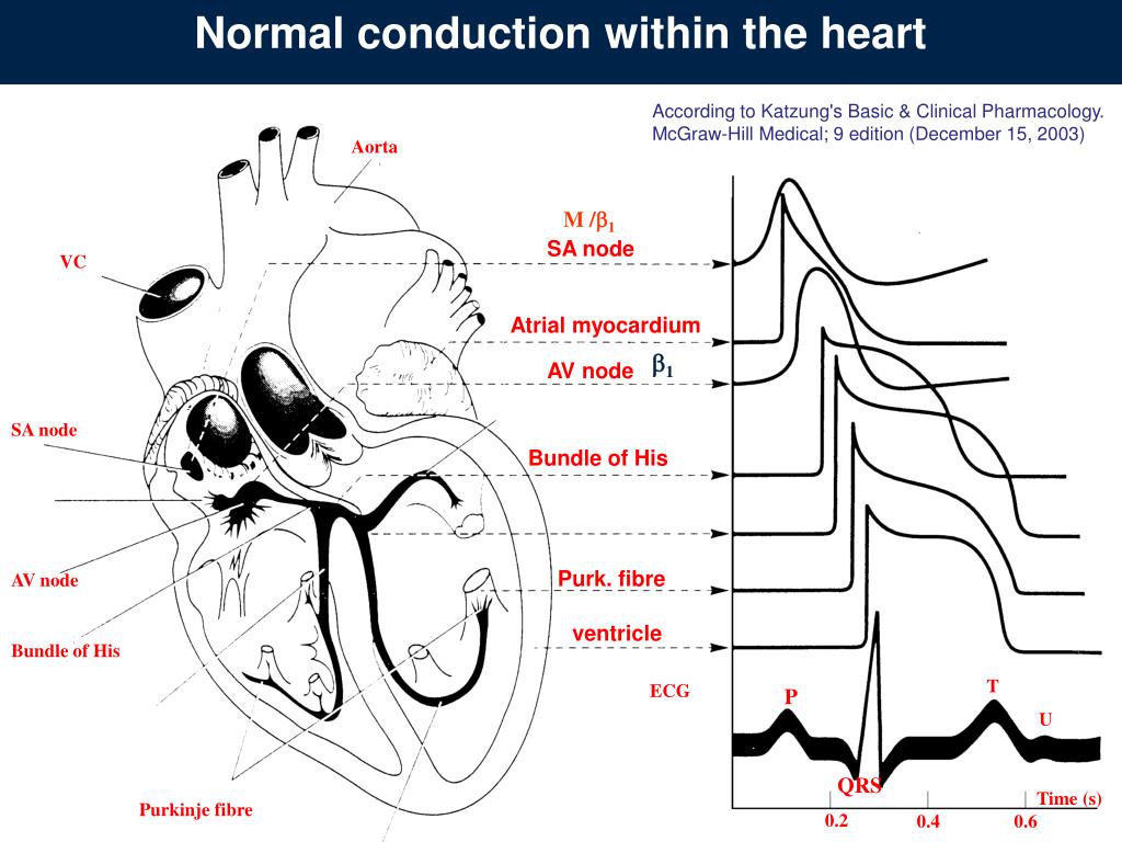 PPT - Agents used in cardiac arrhythmias PowerPoint Presentation, free ... PPT - Agents used in cardiac arrhythmias PowerPoint Presentation, free ...