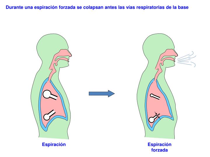 PPT - VENTILACIÓN ALVEOLAR PowerPoint Presentation - ID:4758254