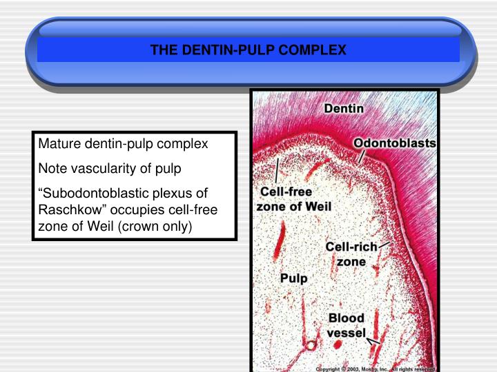 PPT - Oral Histology, Embryology & Genetics Dent 5315/DH2215 February ...