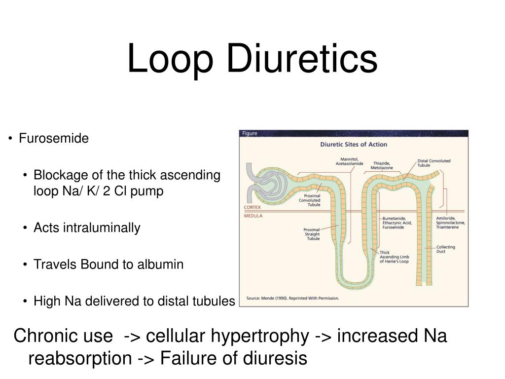 PPT - The Cardio-Renal Syndrome Stephen L. Rennyson MD PowerPoint ...