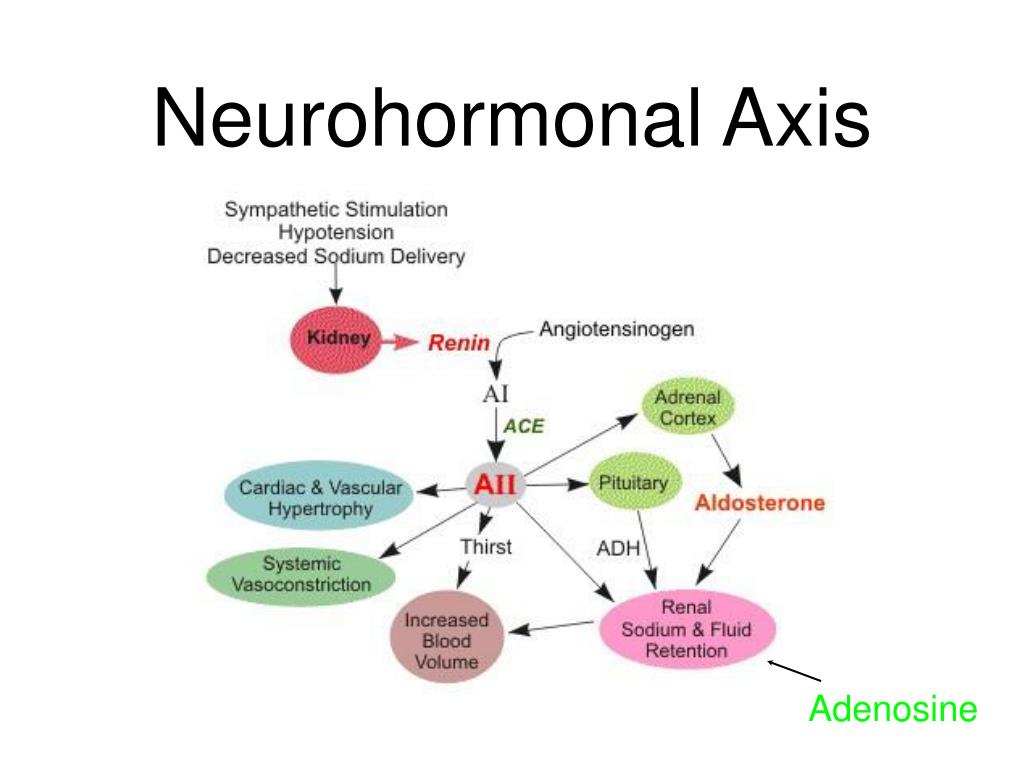 PPT - The Cardio-Renal Syndrome Stephen L. Rennyson MD PowerPoint ...