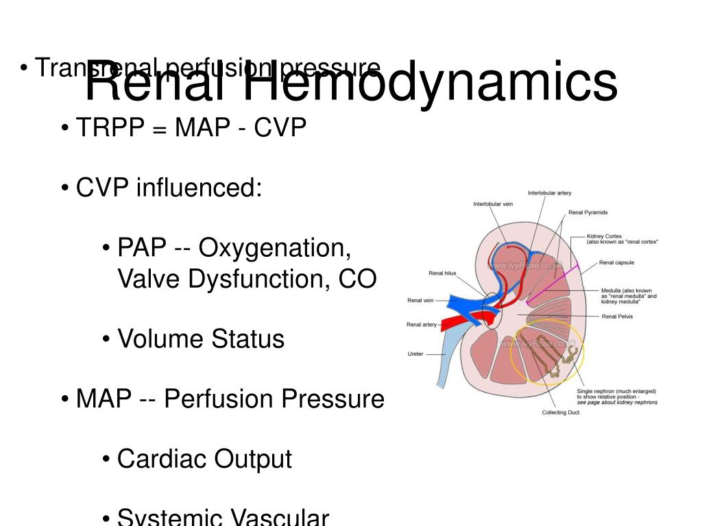 PPT - The Cardio-Renal Syndrome Stephen L. Rennyson MD PowerPoint ...
