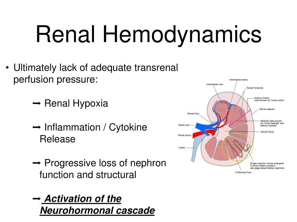 PPT - The Cardio-Renal Syndrome Stephen L. Rennyson MD PowerPoint ...